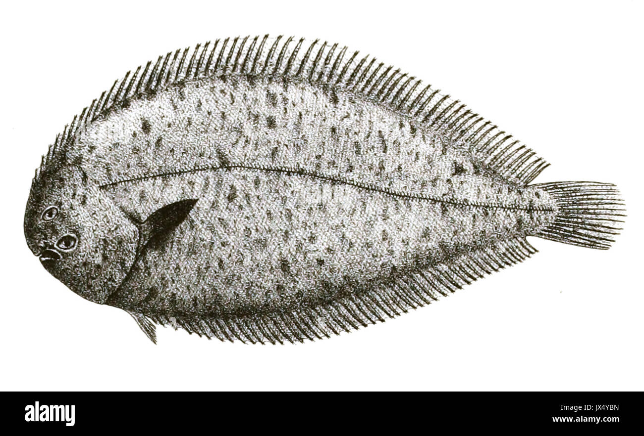 Common sole (solea solea) hi-res stock photography and images - Alamy