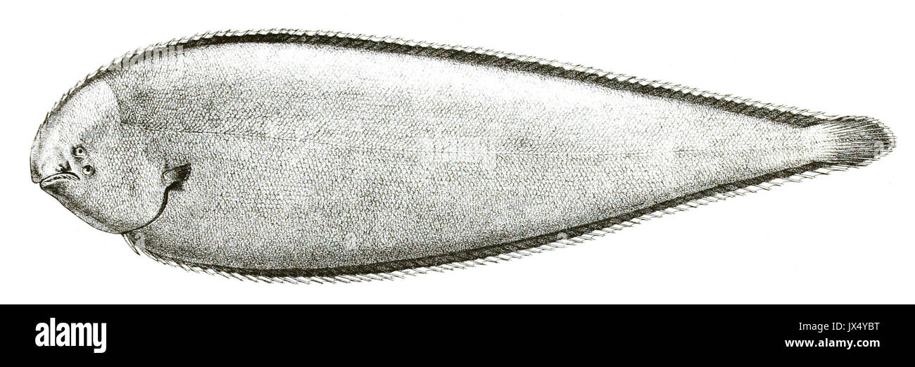 Synaptura commersoniana hi-res stock photography and images - Alamy