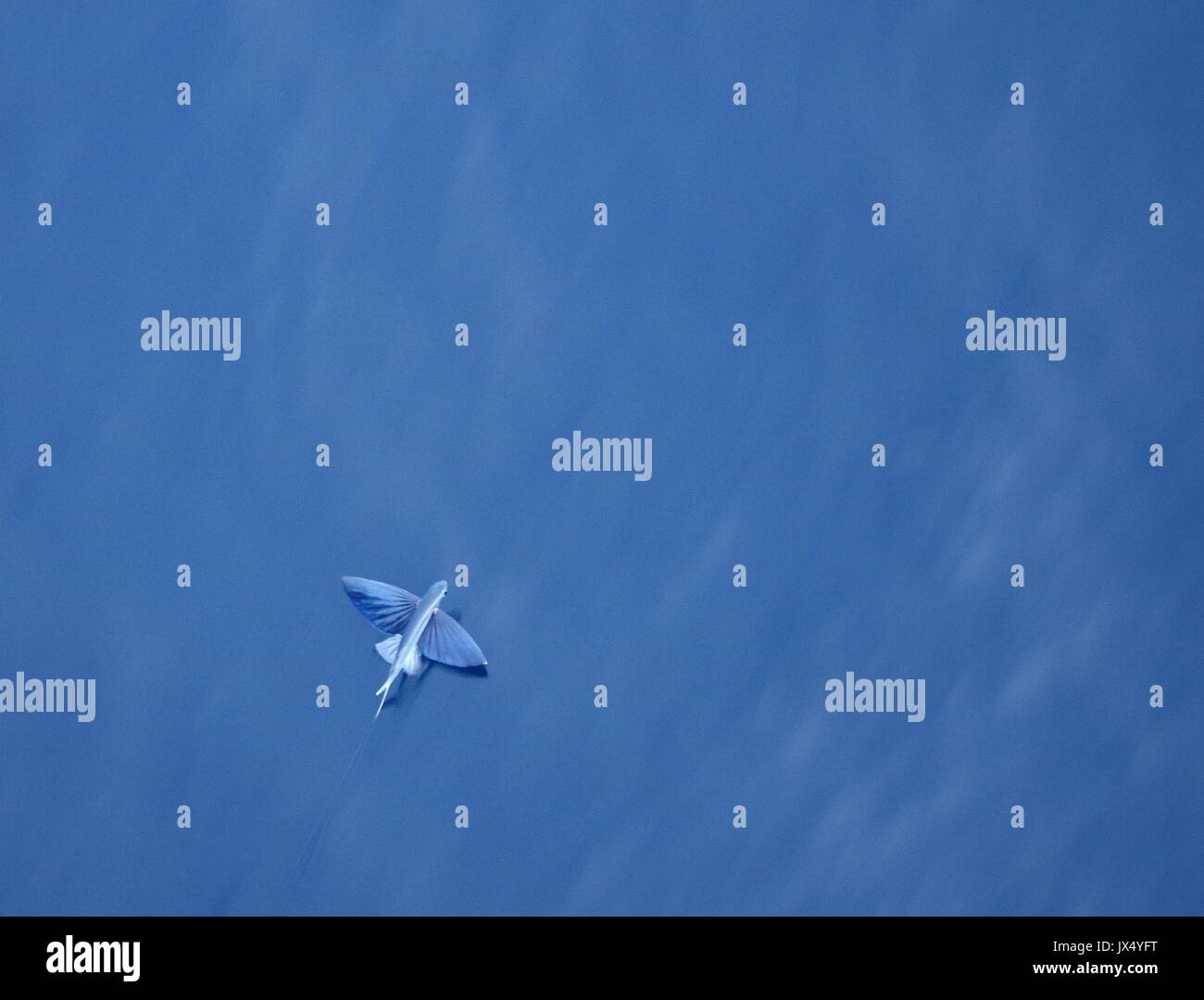 Indian ocean flying fish hi-res stock photography and images - Alamy