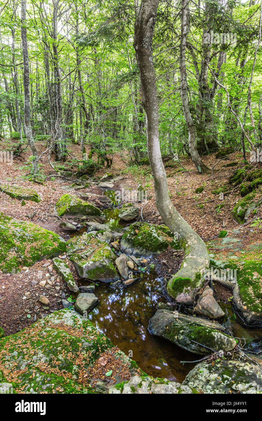 France, Ardeche, parc naturel regional des Monts d'Ardeche (Regional ...