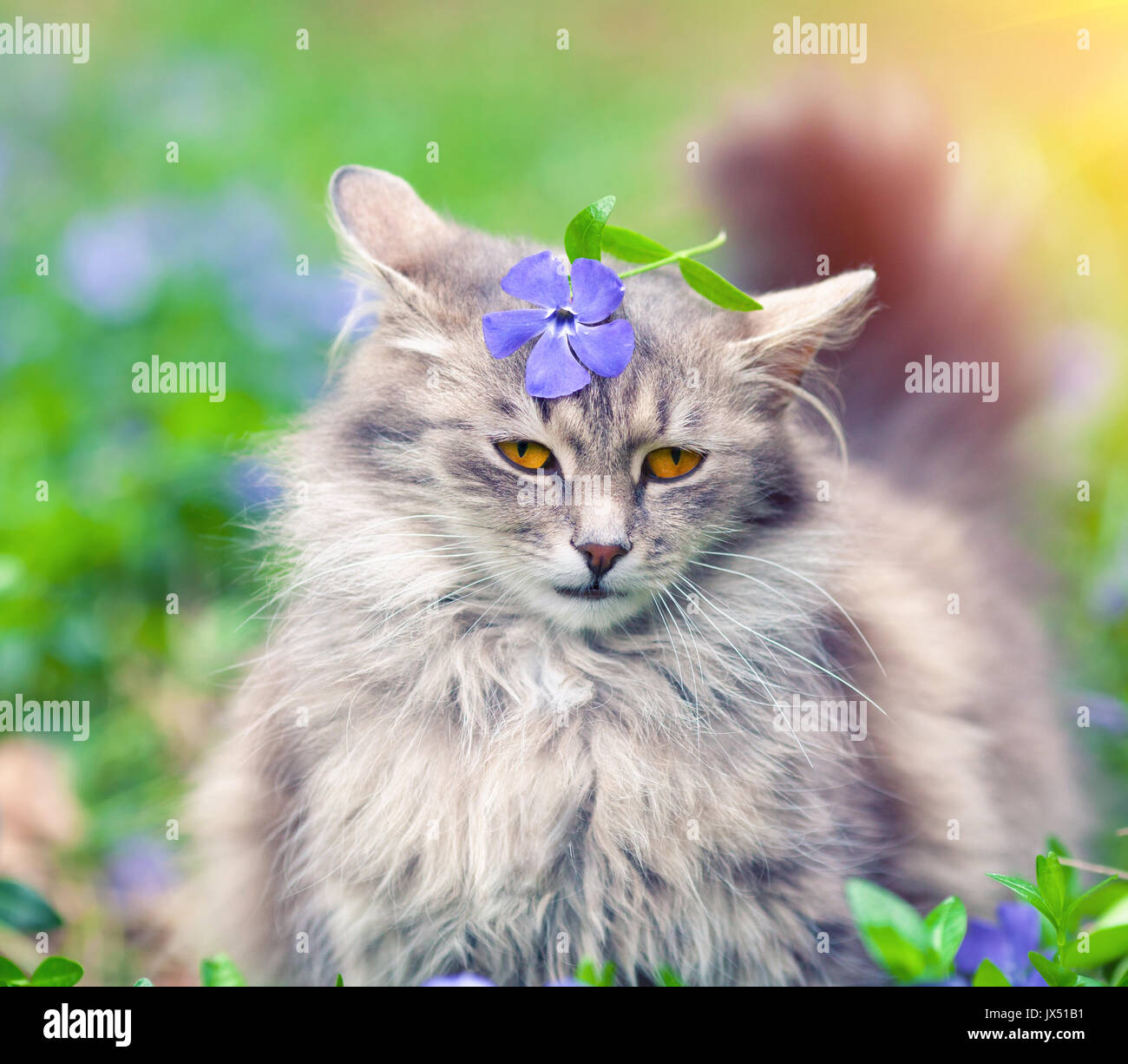 Cute Siberian cat sitting on a vinca lawn with a flower on his head ...