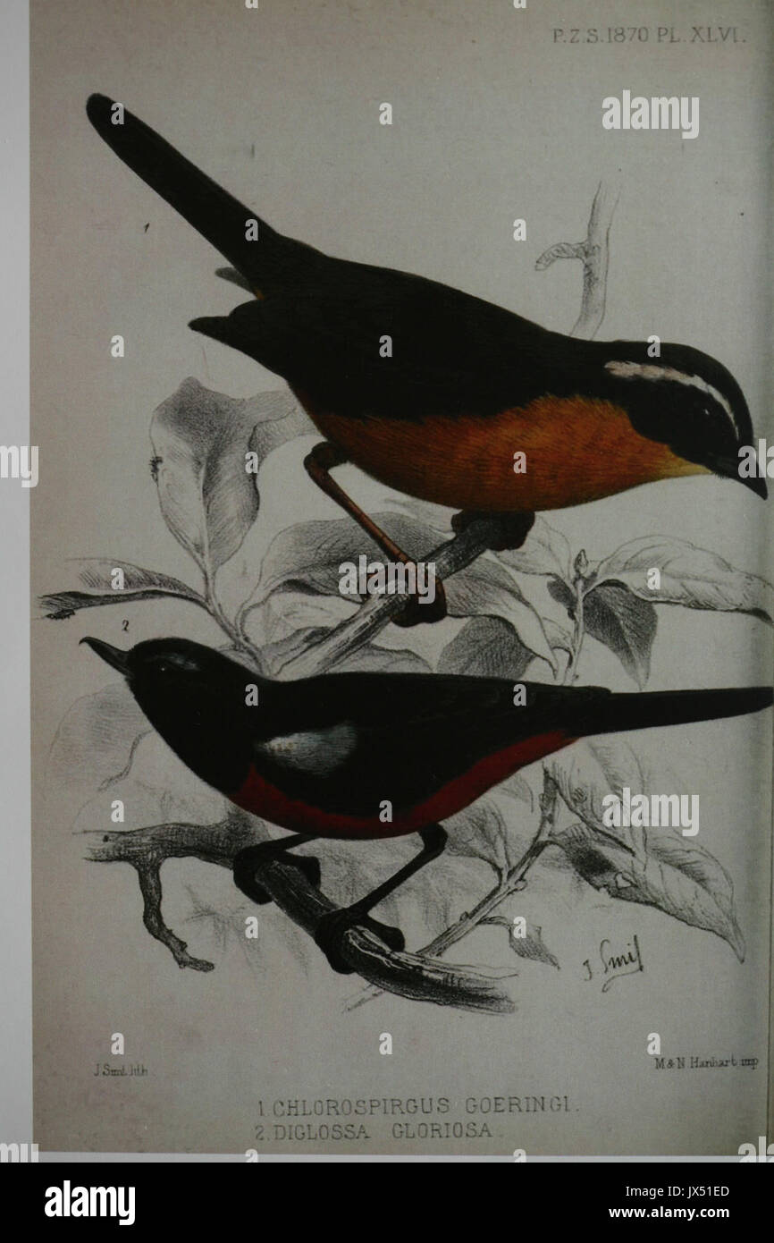 Diglossa gloriosa hi-res stock photography and images - Alamy