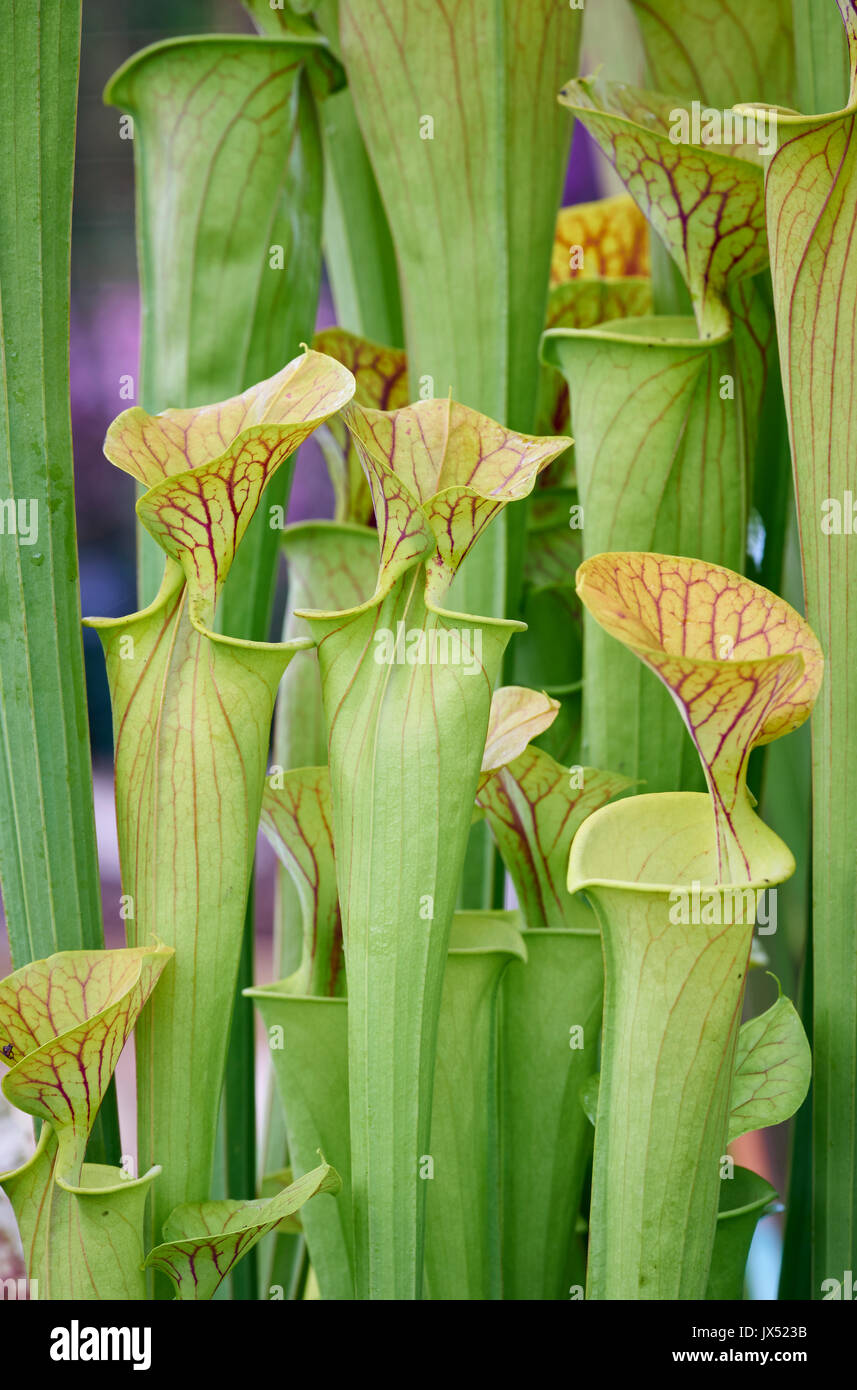 Meat catcher flower plant hi-res stock photography and images - Alamy