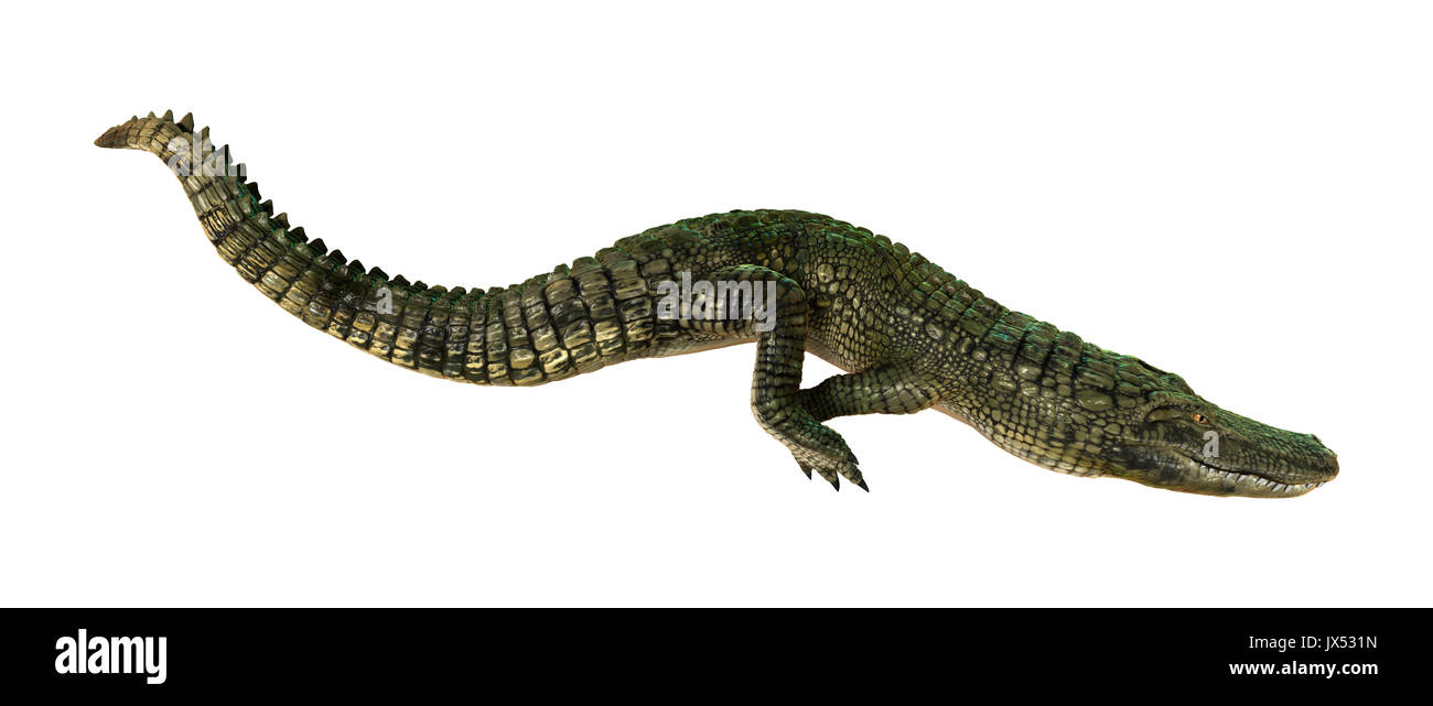 3D rendering of a green American alligator isolated on white background ...