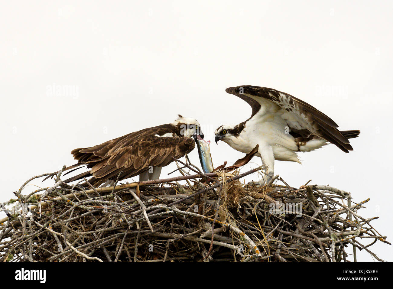 Osprey pandion haliaetus pair at nest hi-res stock photography and ...