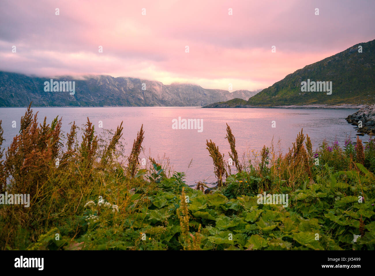 Fjord, rocky beach at pink rose sunset, nature Norway. Senja island ...