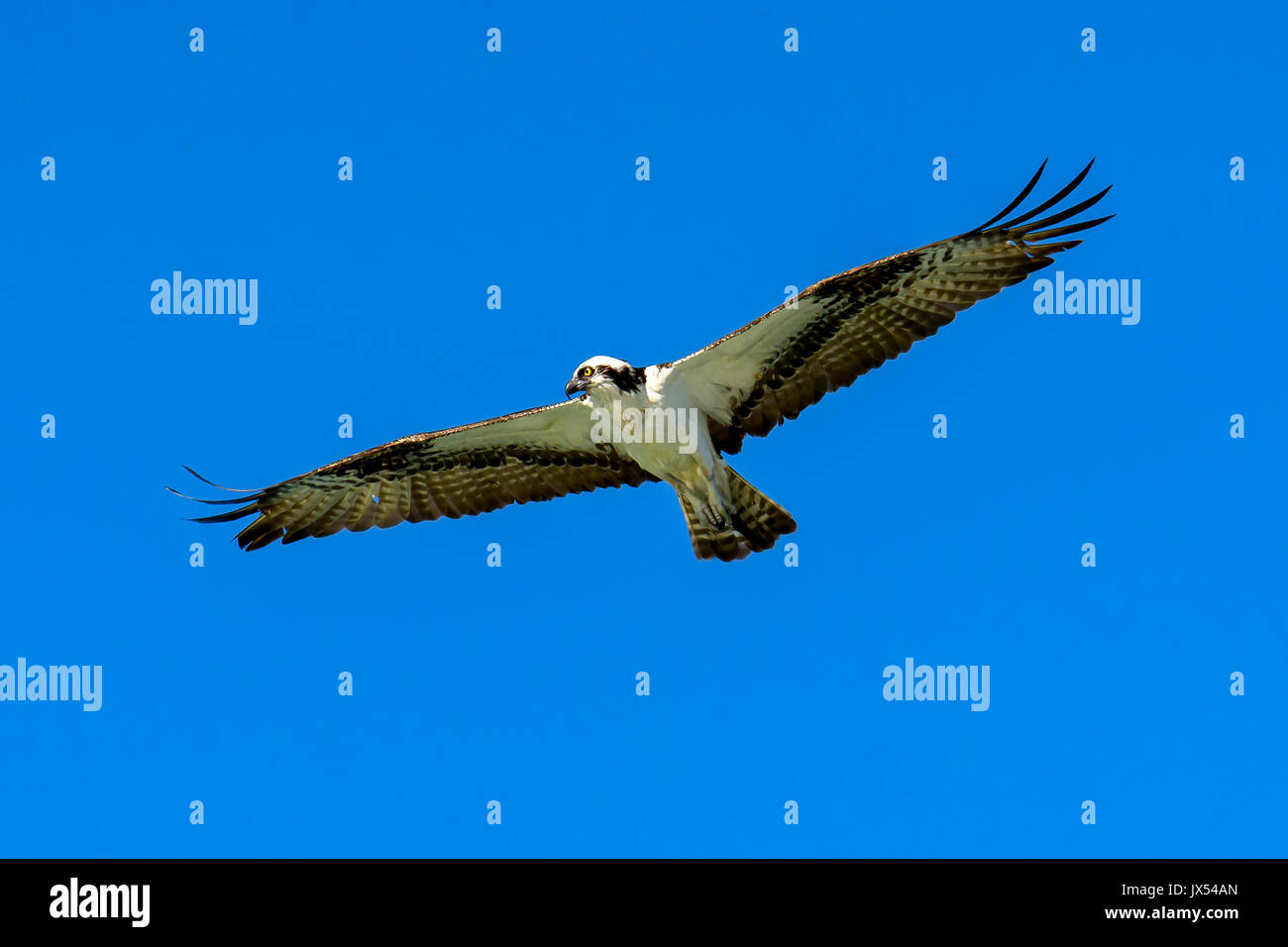 Osprey Florida High Resolution Stock Photography and Images - Alamy
