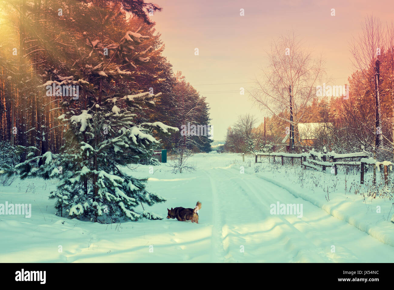 Snowy rural landscape with a wooden fence, road, and dog. Village in ...