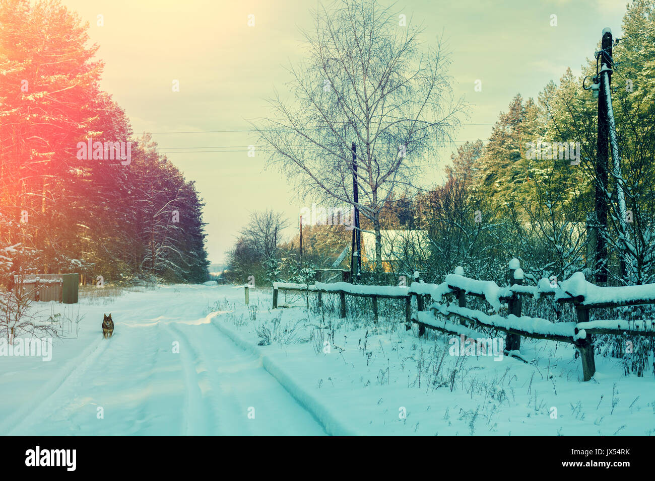 Snowy rural landscape with a wooden fence, road, and dog. Village in ...