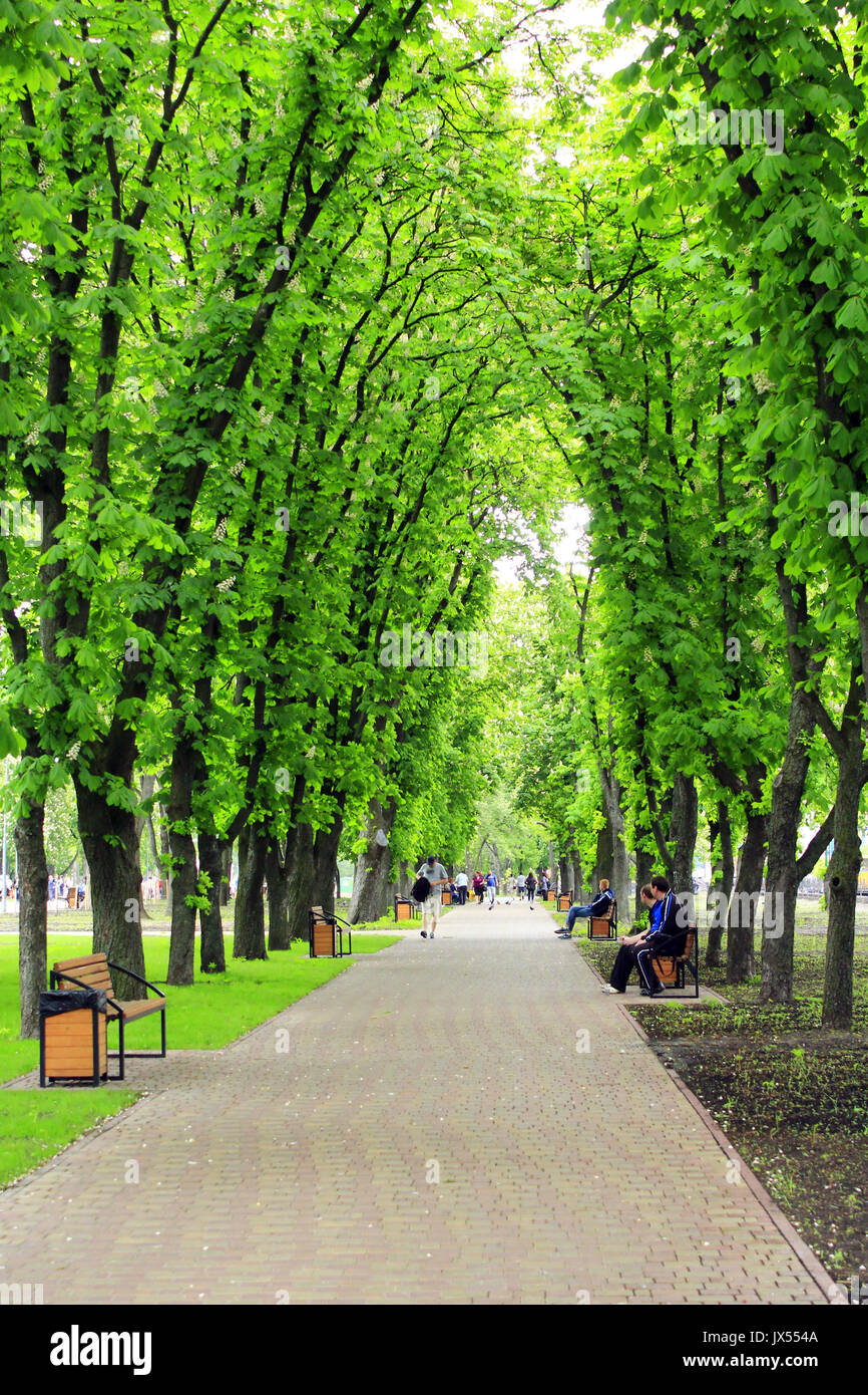 beautiful park with promenade path high green trees and benches Stock ...