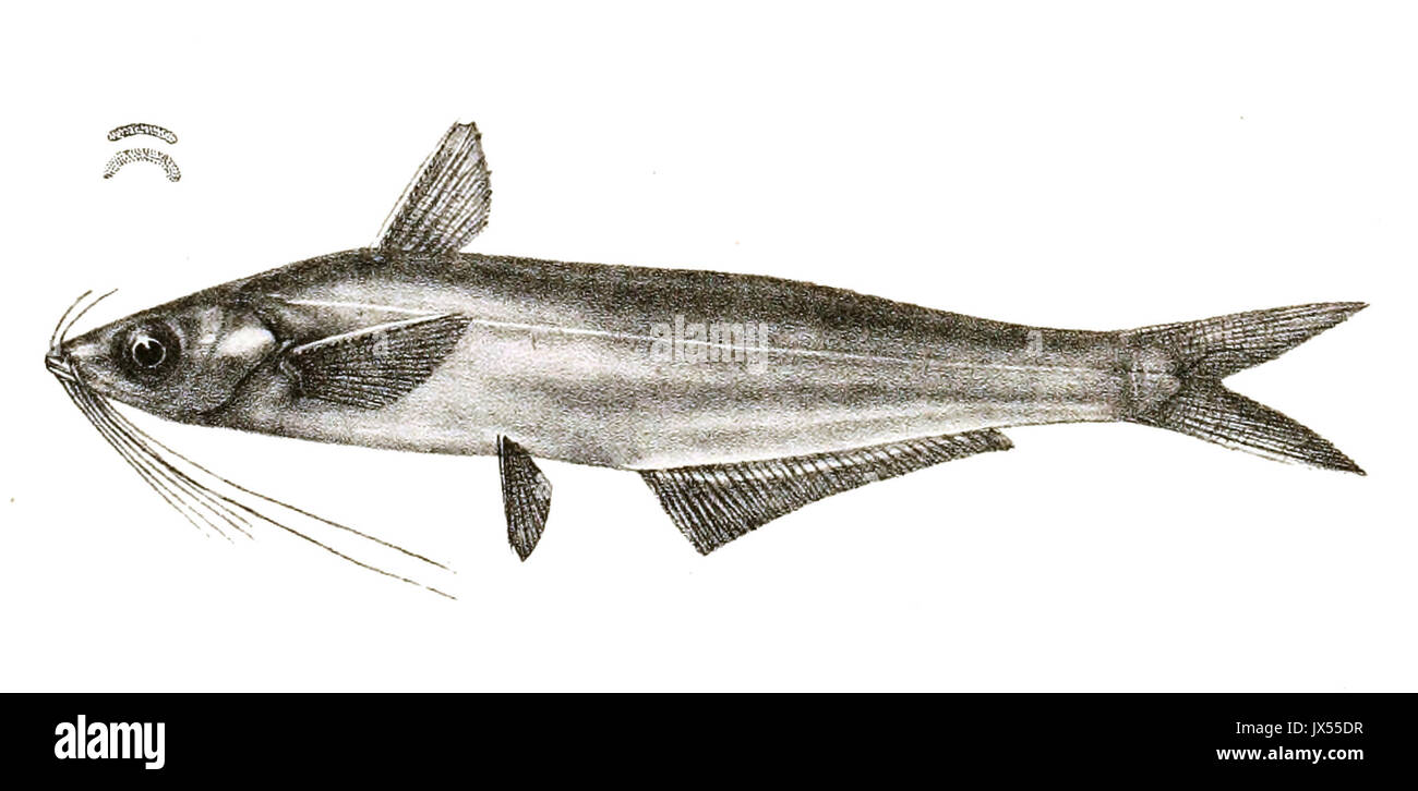 Pseudotropius garua Day 109 Stock Photo - Alamy