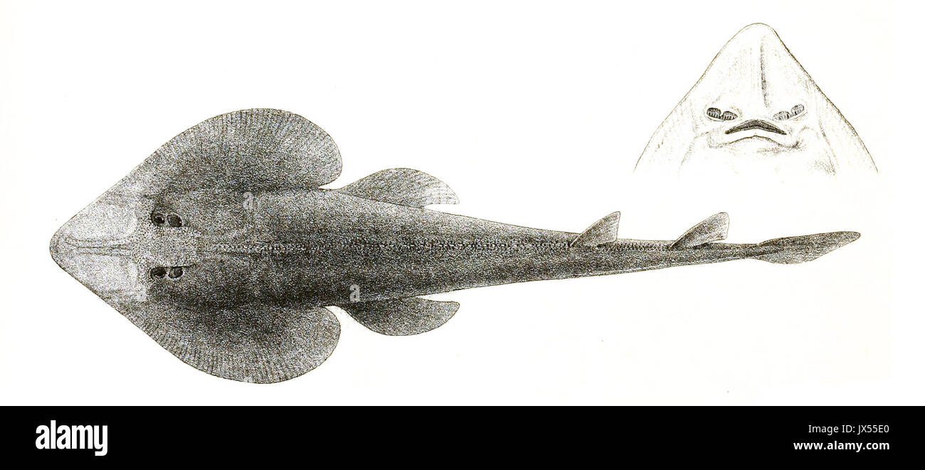 Halavi hi-res stock photography and images - Alamy