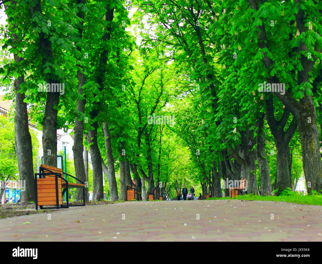 beautiful park with promenade path high green trees and benches Stock ...