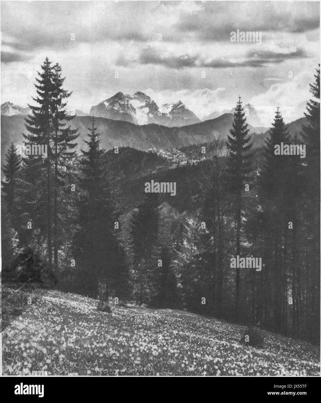 Polje z narcisami na Golici, v ozadju Triglav 1931 Stock Photo - Alamy