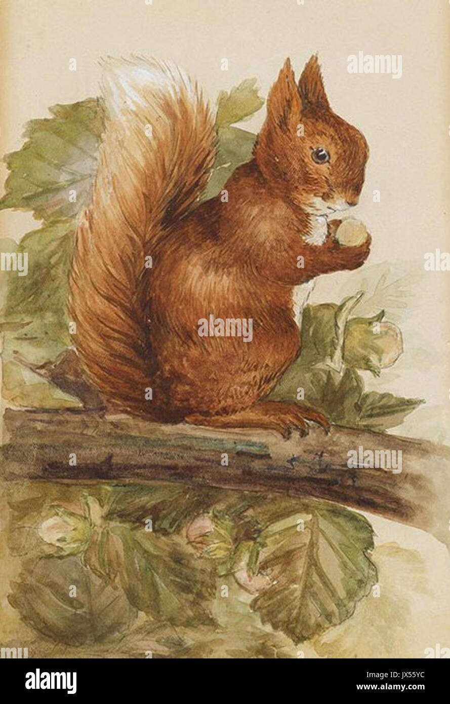 'Squirrel Nutkin' by Beatrix Potter, watercolor with pencil Stock Photo ...