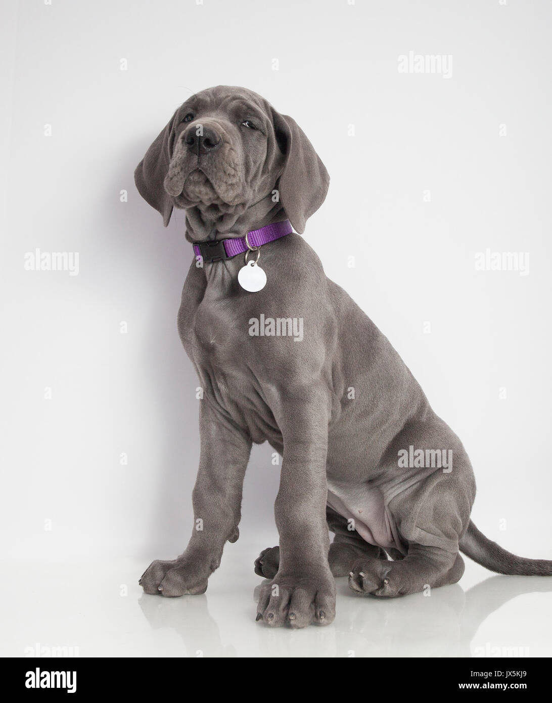 Gray purebred Great Dane puppy sitting on a white background Stock ...