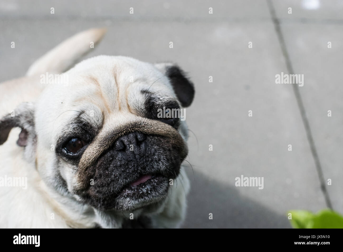 Mops Stock Photos & Mops Stock Images - Alamy