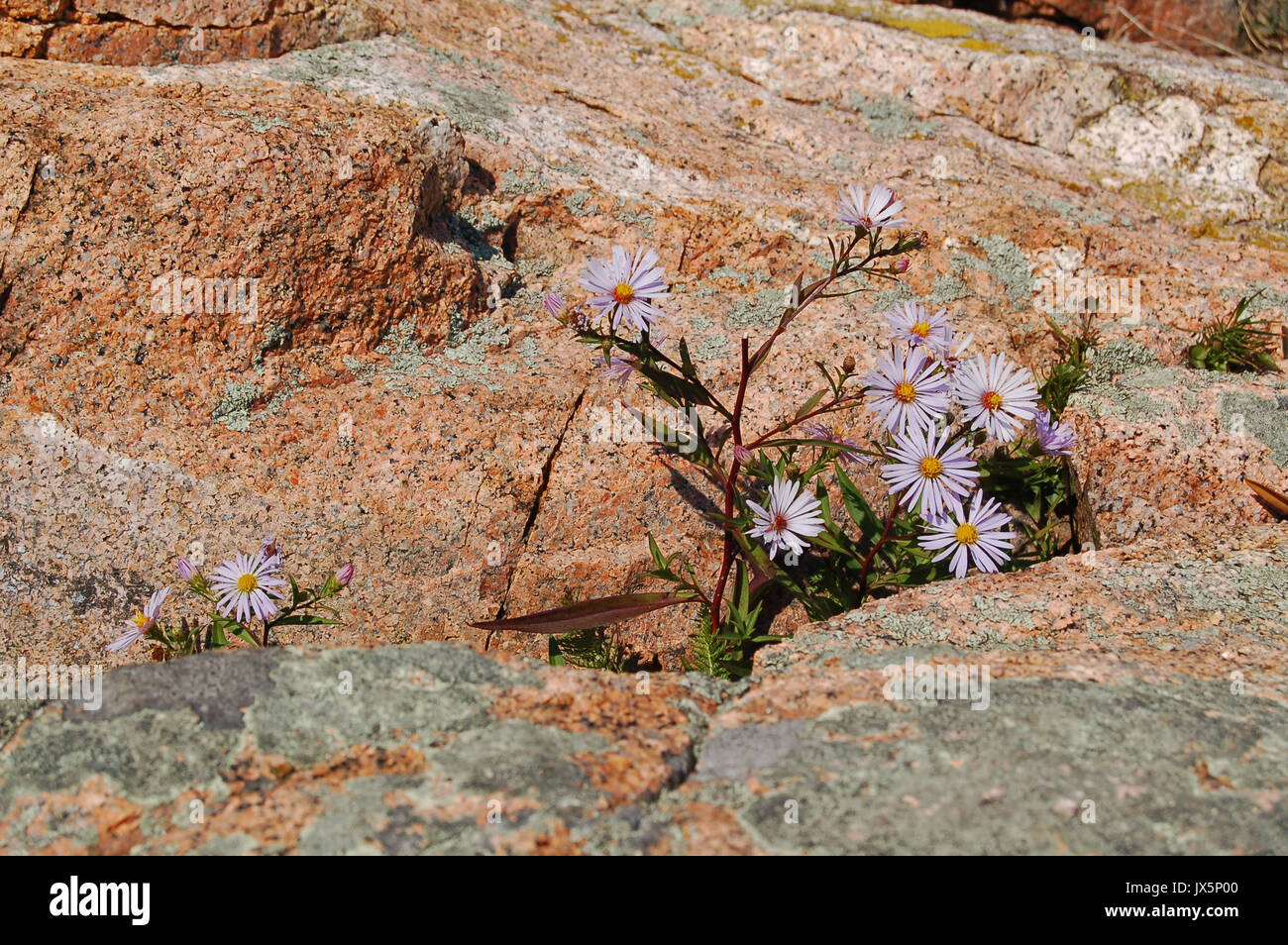 Purple wildflowers growing from boulder hi-res stock photography and ...