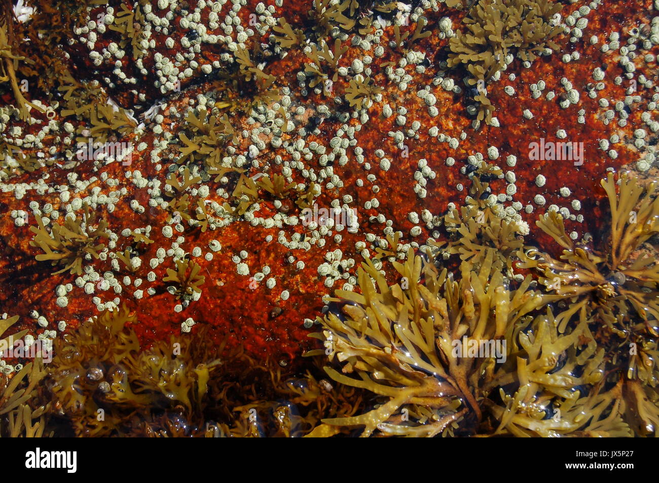 Barnacles and interesting tidepool plants Stock Photo - Alamy