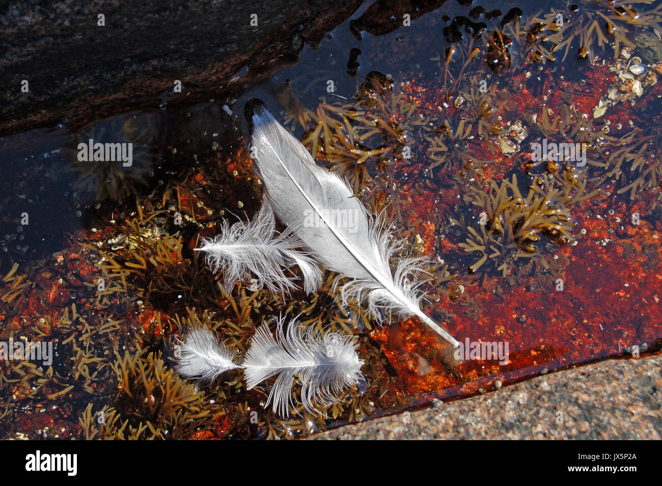 White feathers floating in a tidepool Stock Photo - Alamy