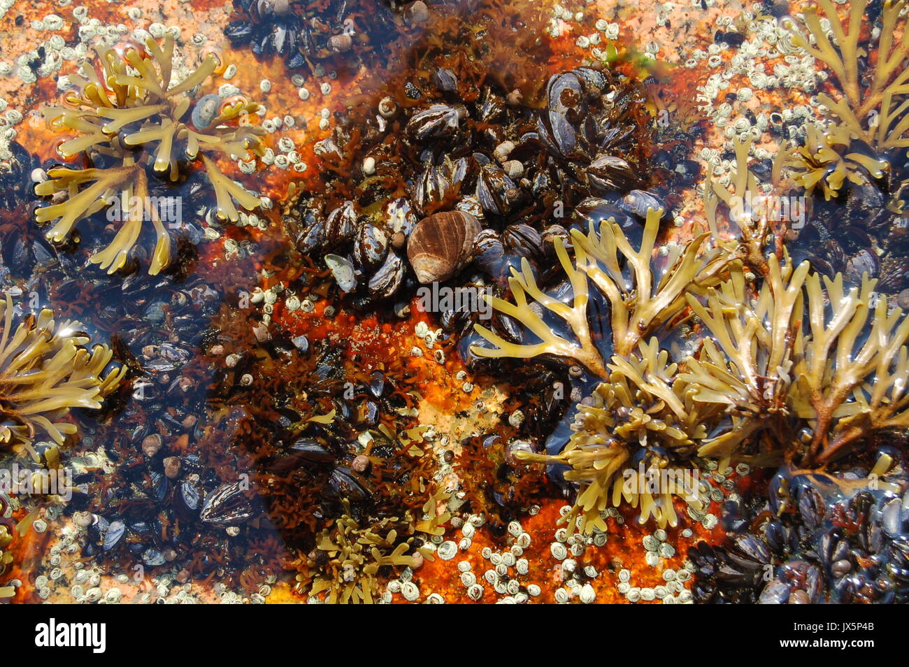 Colorful tidepool plants hi-res stock photography and images - Alamy