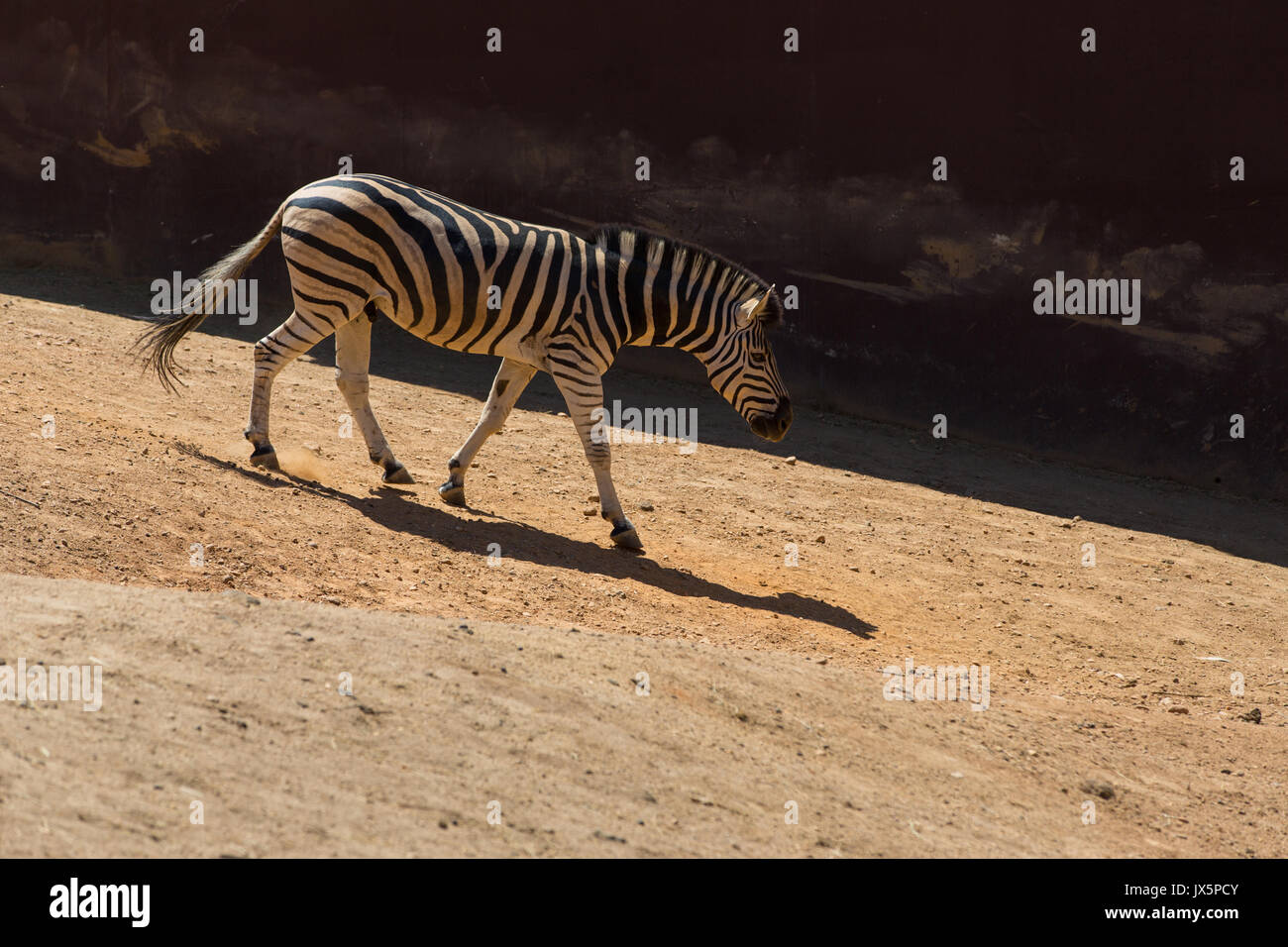 Zebra walking on the savanna Stock Photo - Alamy