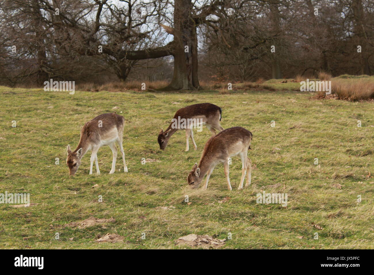 Red deer stag grazing grass hi-res stock photography and images - Alamy