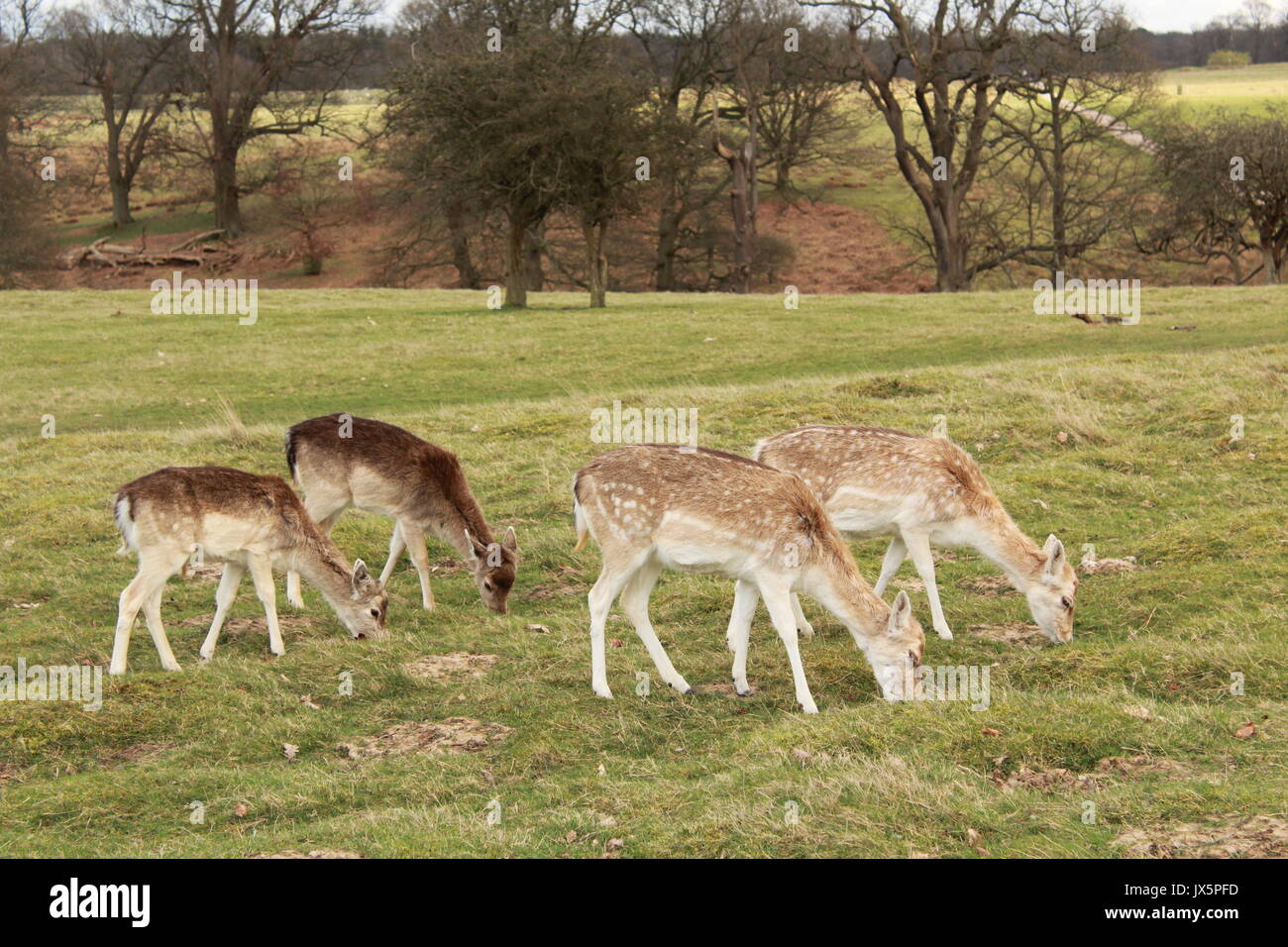 Kent wildlife meadow hi-res stock photography and images - Alamy