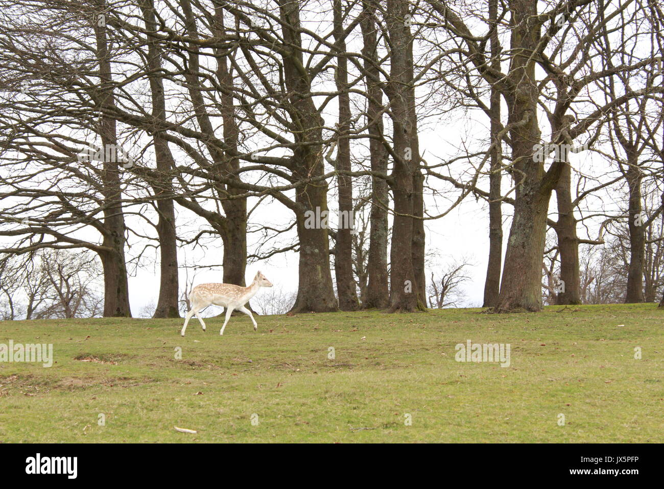 Knole park deer hi-res stock photography and images - Alamy