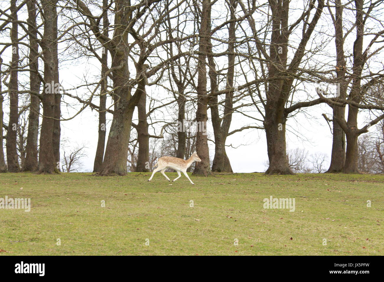 Knole park deer hi-res stock photography and images - Alamy