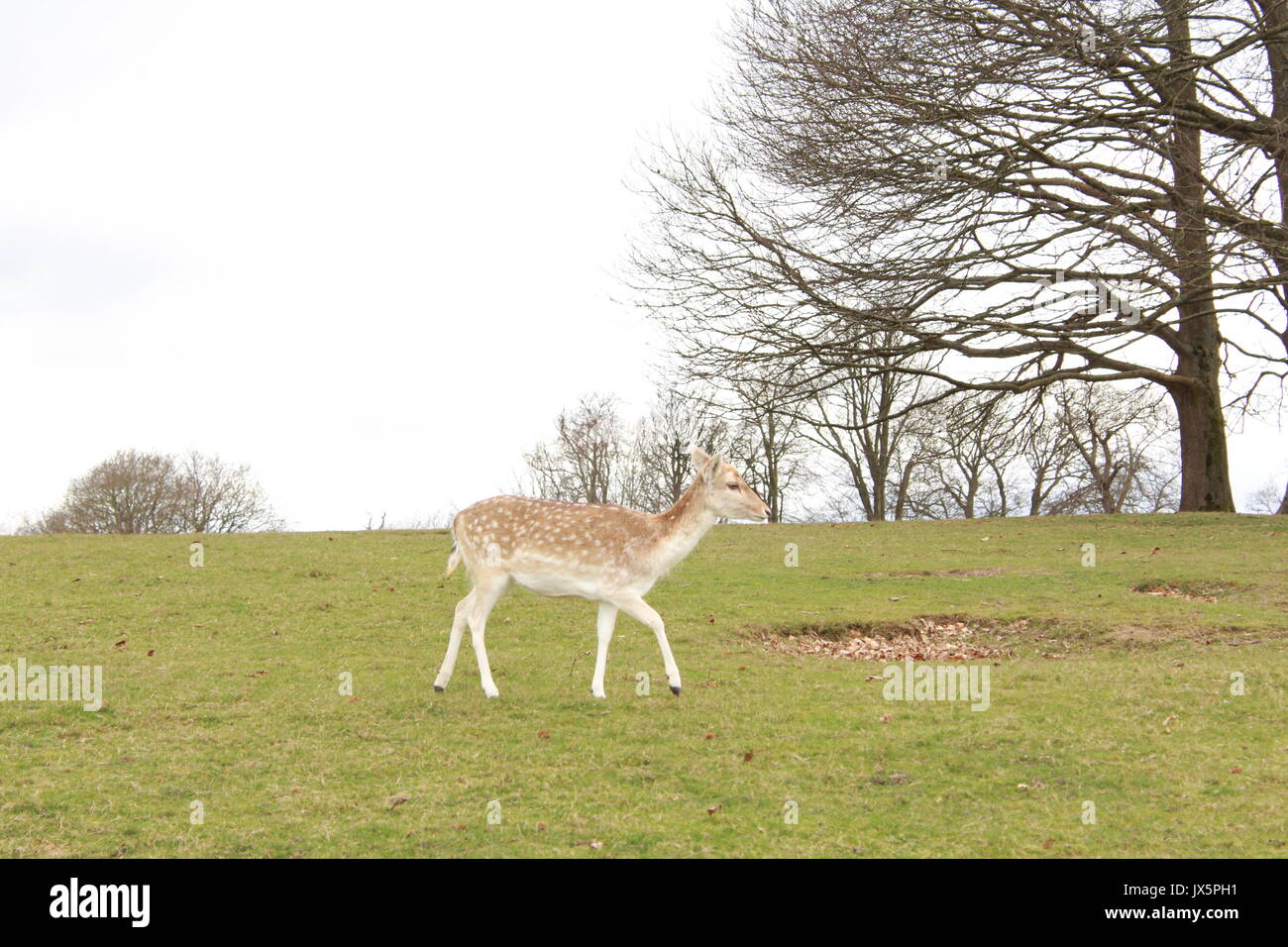 Fallow deer animal in bush hi-res stock photography and images - Alamy