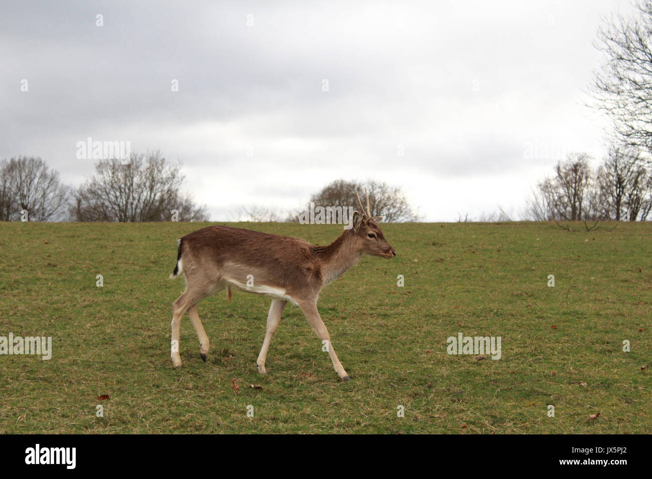 Knole park spring hi-res stock photography and images - Alamy