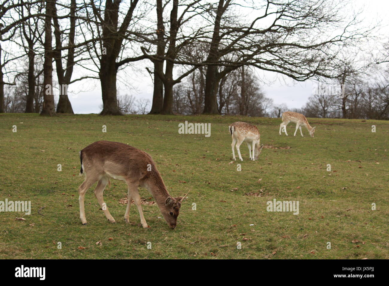 Fallow deer grazing hi-res stock photography and images - Alamy
