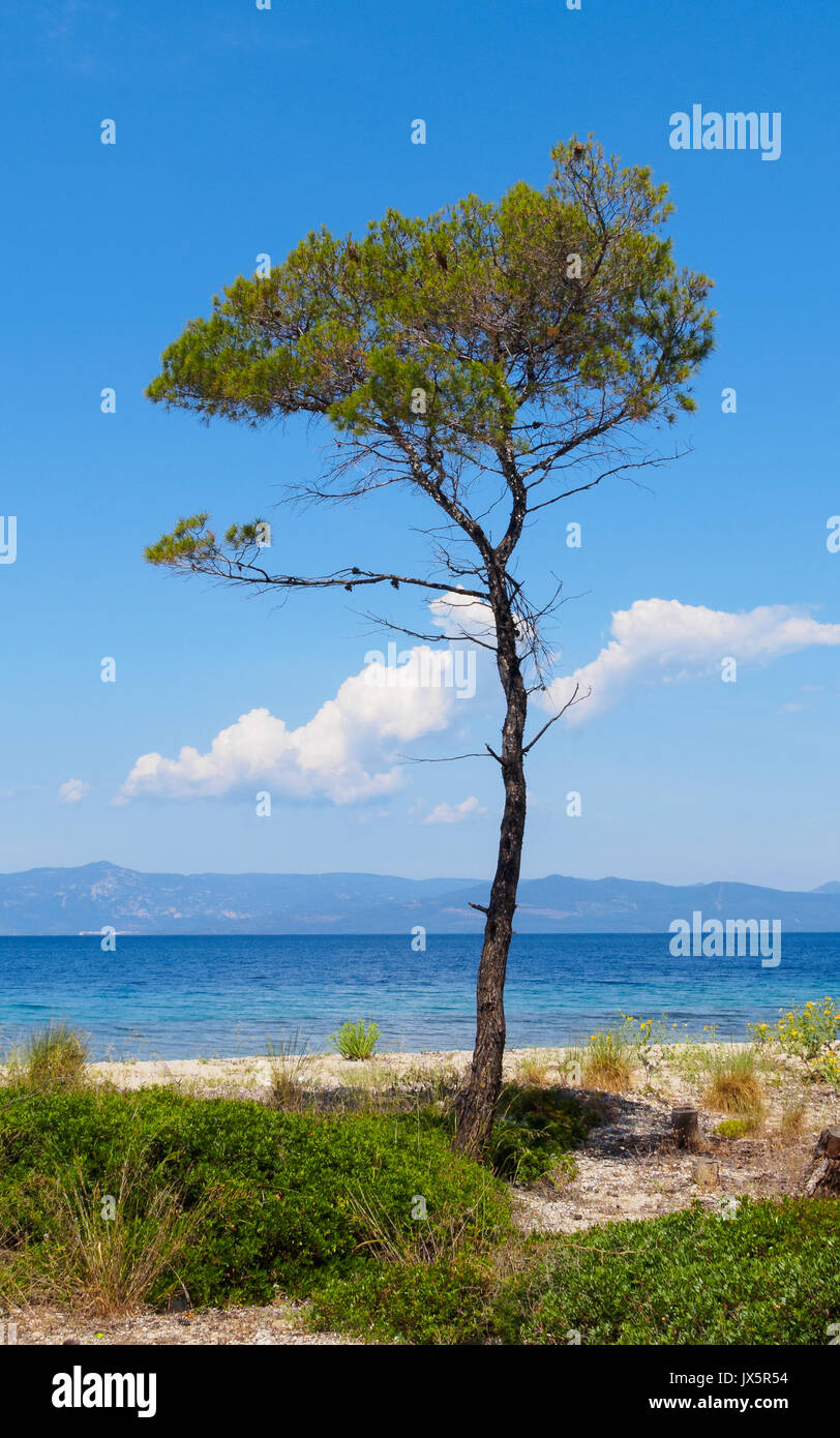 Lone pine tree on a beach Stock Photo - Alamy