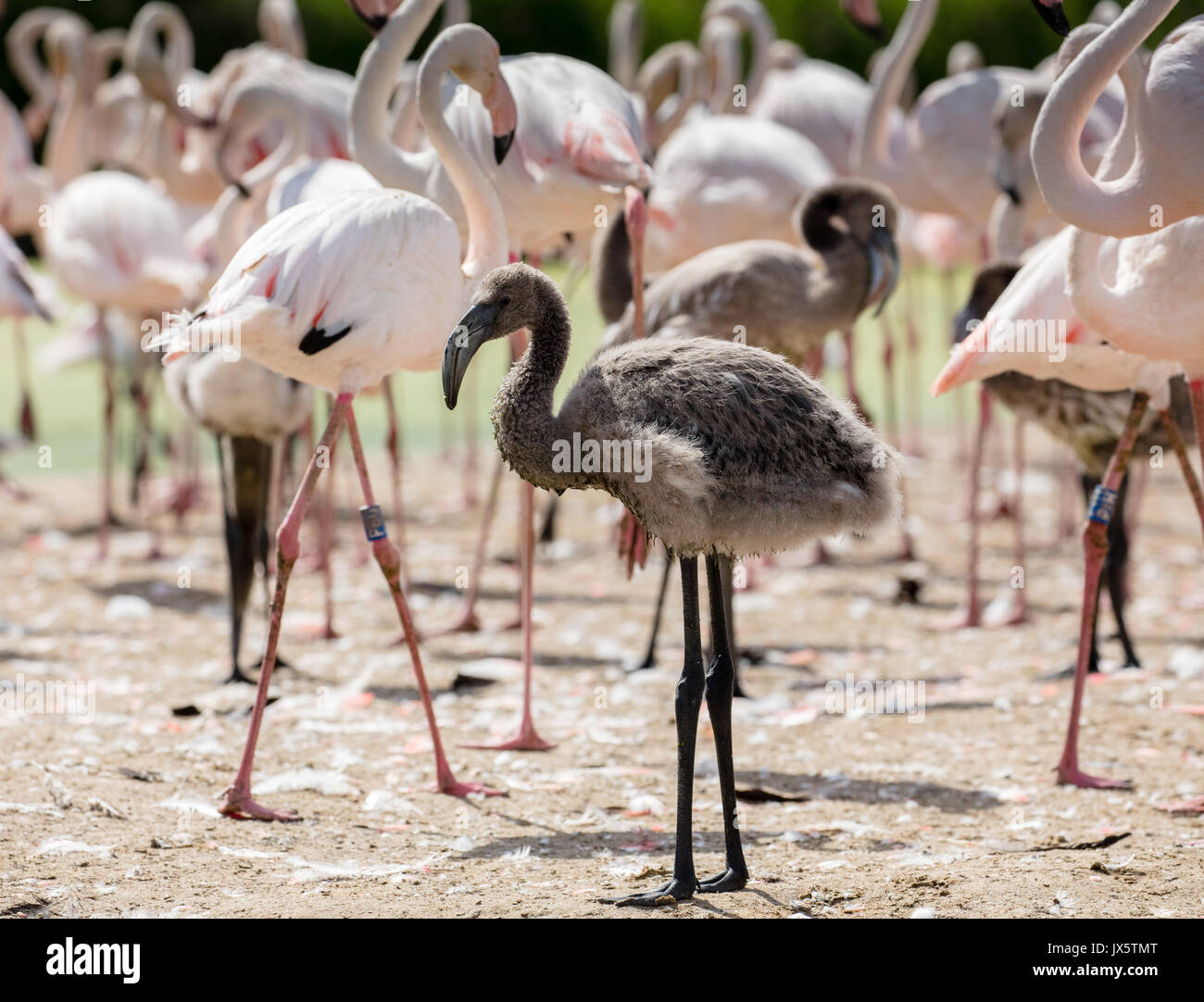 Gawky birds hi-res stock photography and images - Alamy