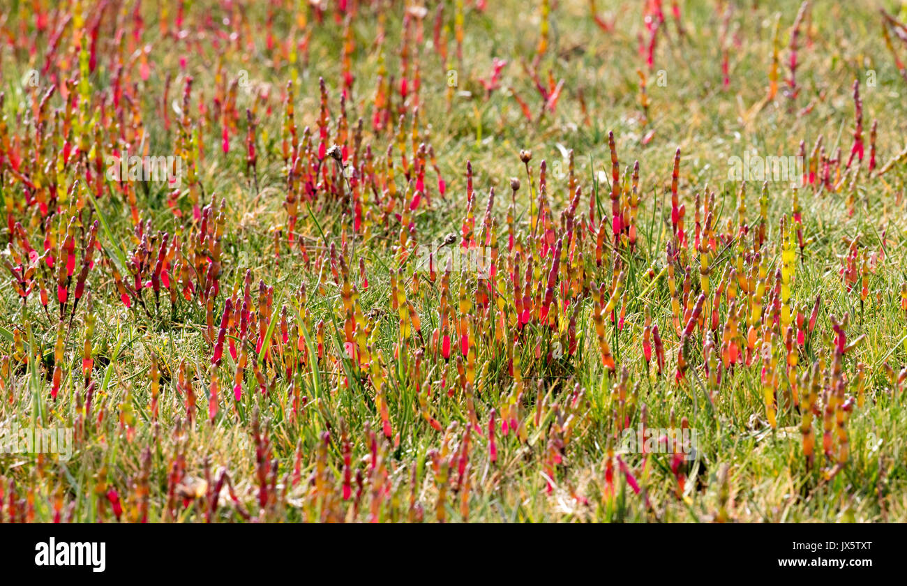 Purple glasswort Salicornia ramosissima with translucent red leaves ...