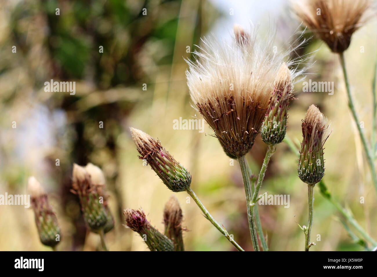 Seeding thistle, which appears to be throwing up its arms in ...