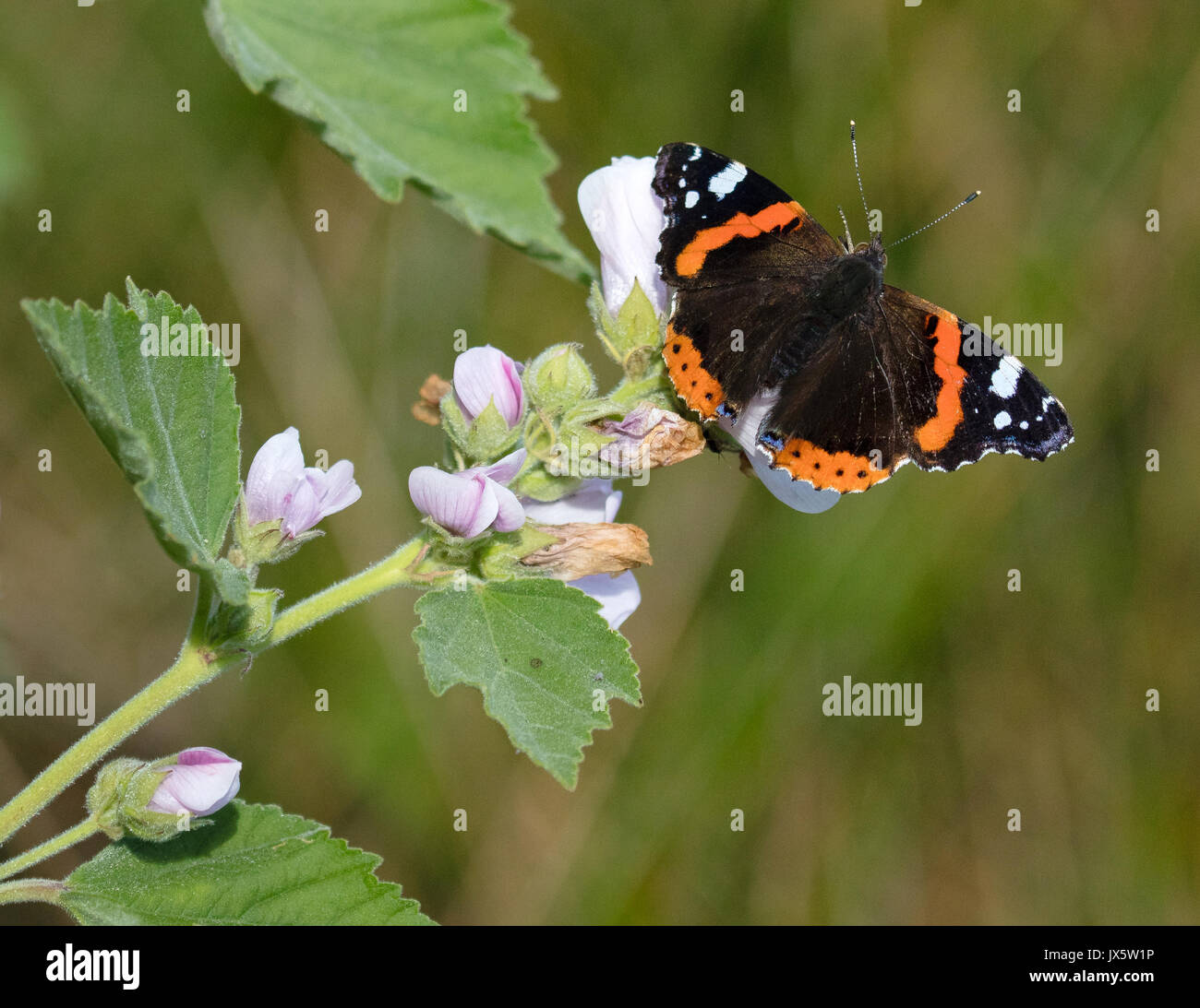 Red admiral butterfly Vanessa atalanta imago feeding on marsh mallow ...