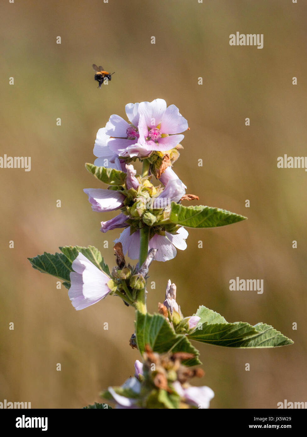 Bumble bee flying above marsh mallow flowers Althea officinalis on salt ...