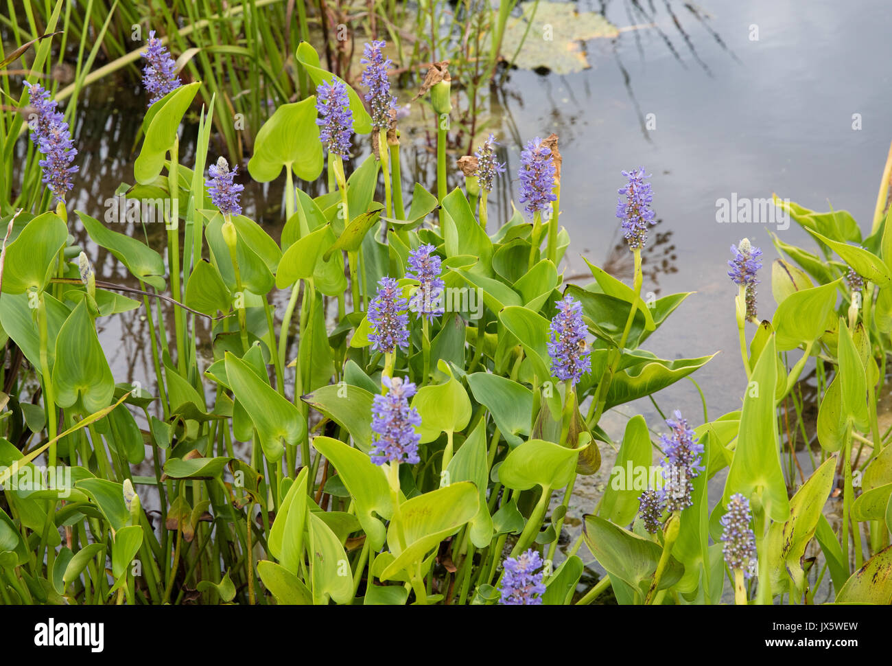 Pickerel hi-res stock photography and images - Alamy