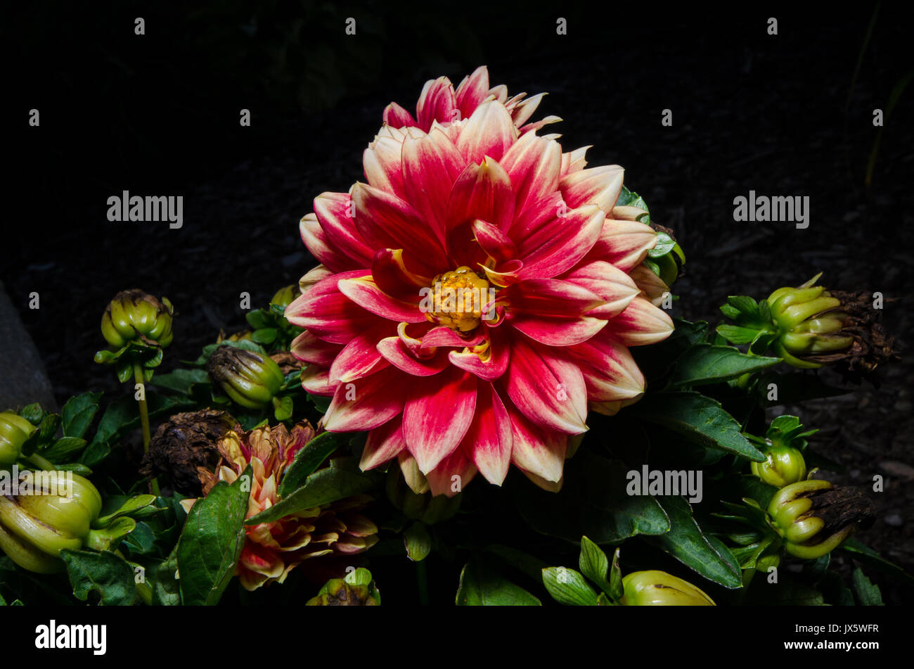 Aztec Dahlia Dahlia 'Aztec Veracruz' In Bloom In A Garden Stock Photo
