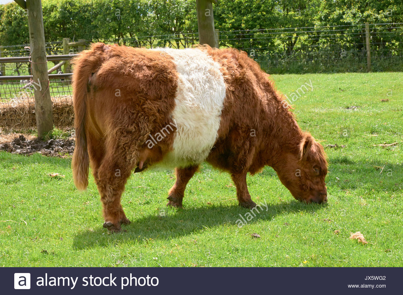 Belted Cow High Resolution Stock Photography and Images - Alamy