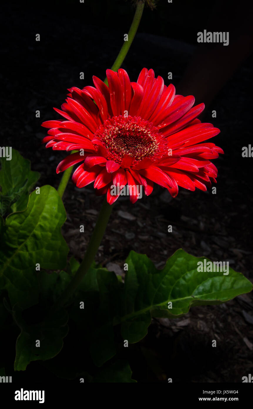 Dark Red Gerbera Daisy