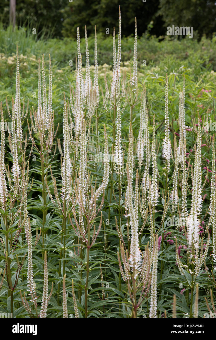 Veronicastrum virginicum 'album' hi-res stock photography and images ...