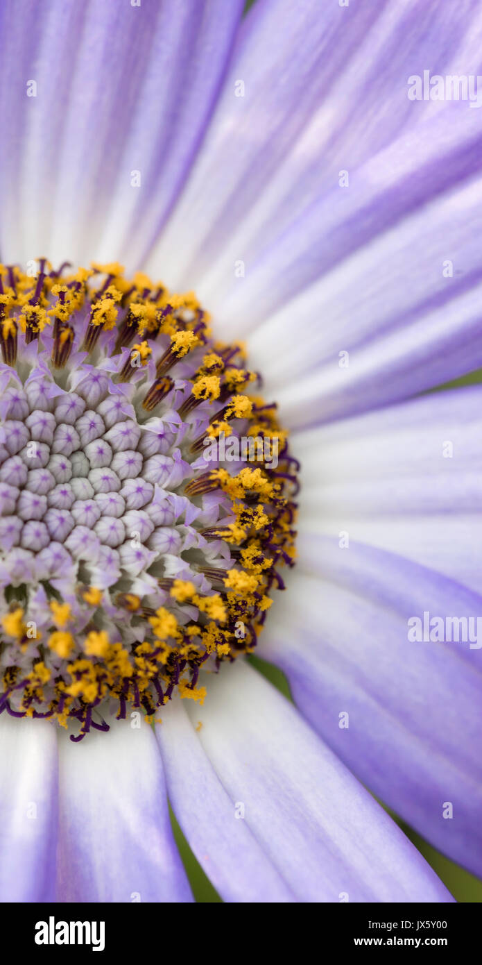 Cineraria flower hi-res stock photography and images - Alamy