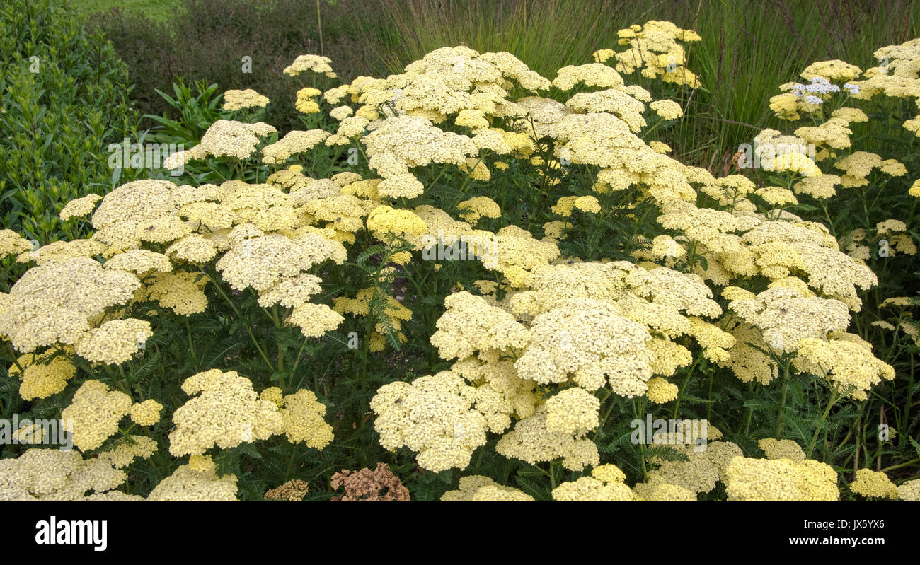 pale lemon achillea flowers or Yarrow at Hauser & Wirth art gallery and ...