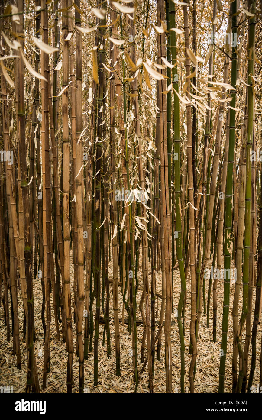 Brown bamboo forest Stock Photo - Alamy