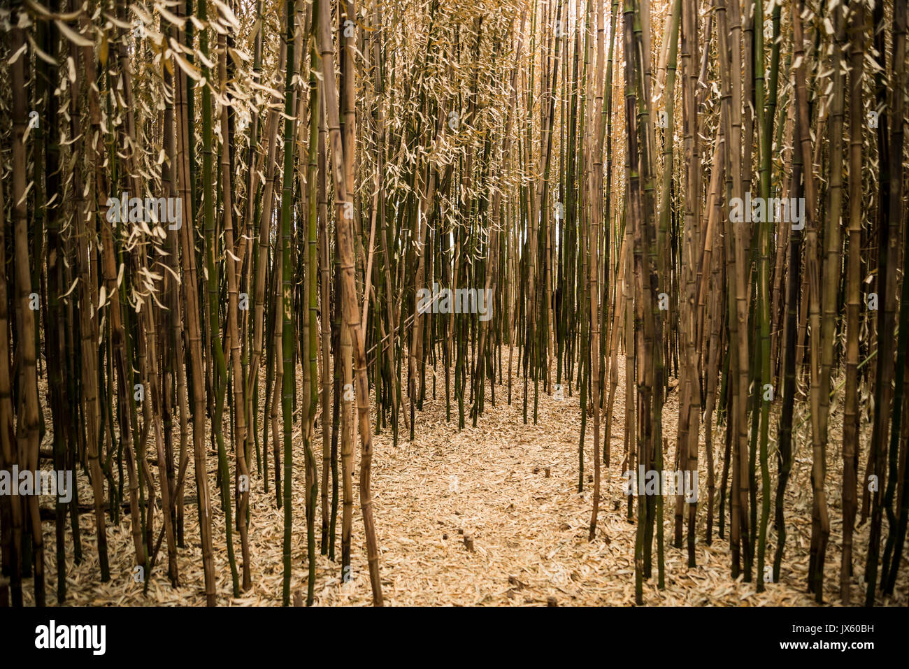 Brown bamboo forest Stock Photo - Alamy