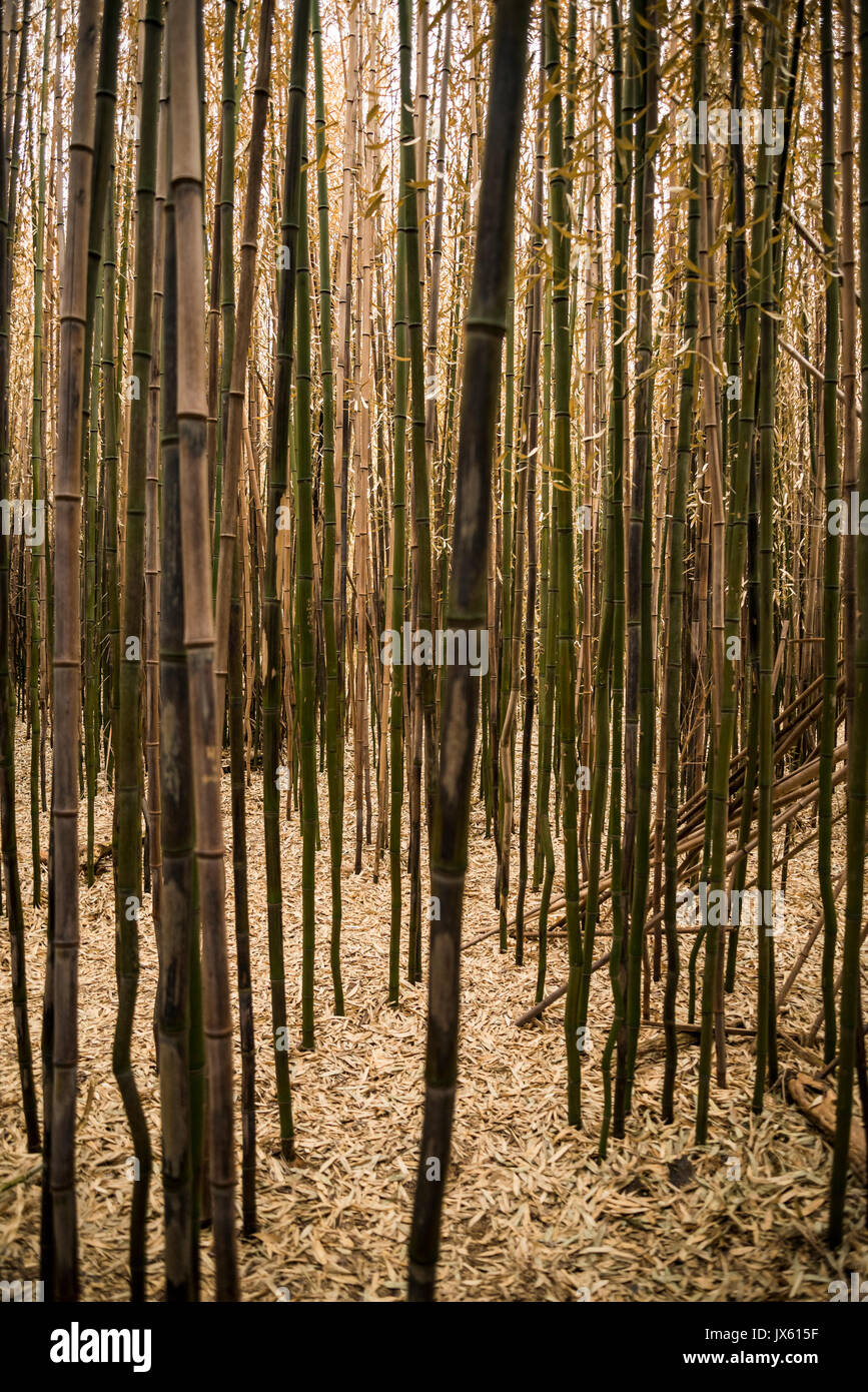 Brown bamboo forest Stock Photo - Alamy