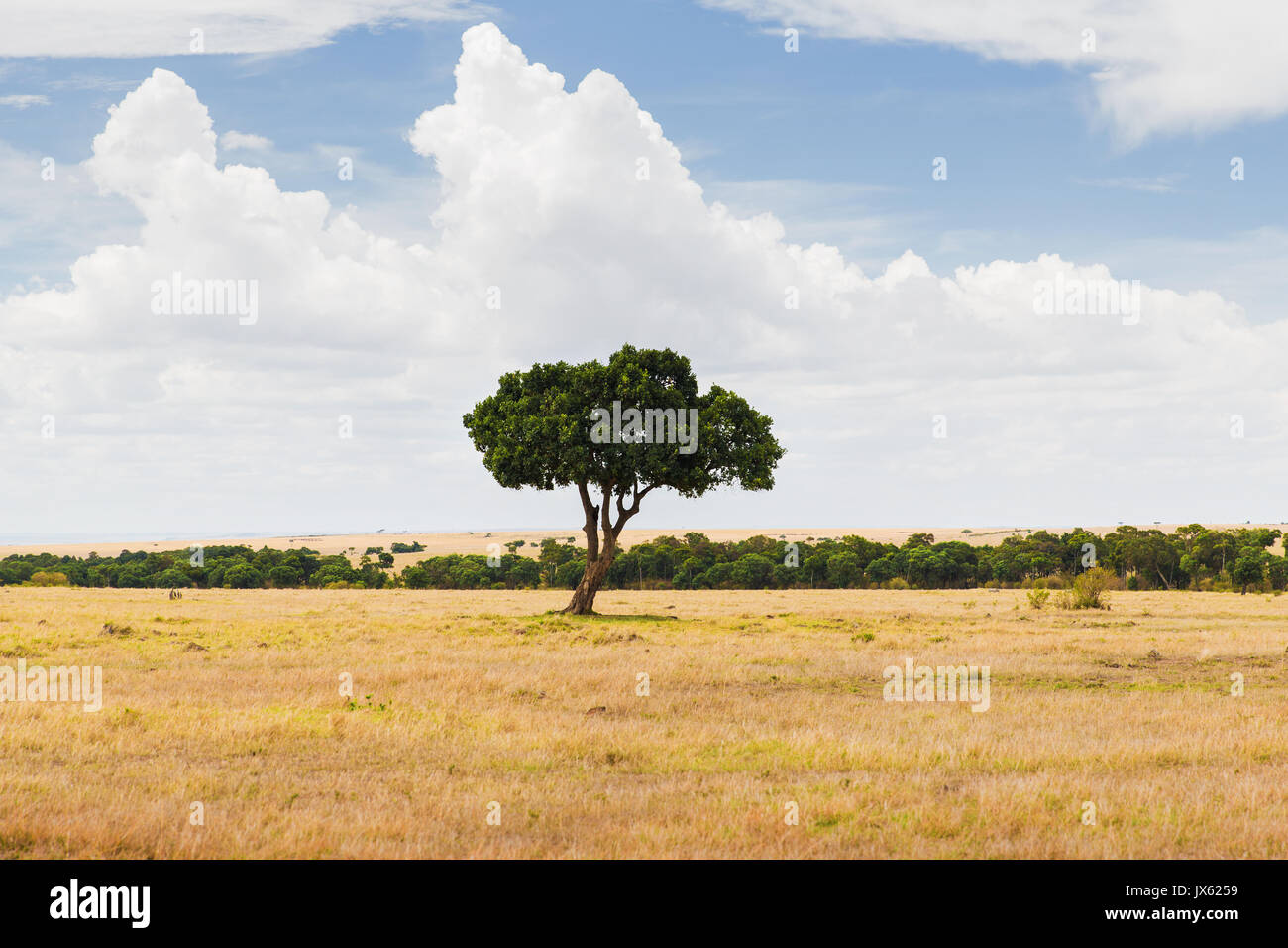 acacia tree in savannah at africa Stock Photo - Alamy